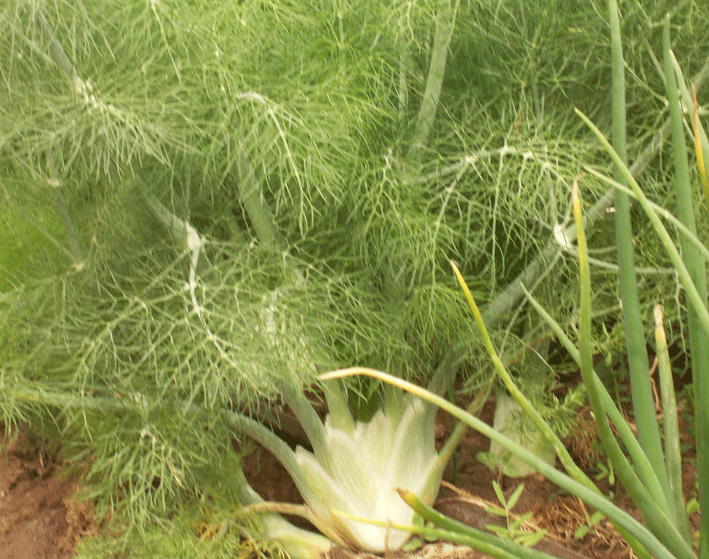 זרעי שומר - ירוק-משתלה אורגנית